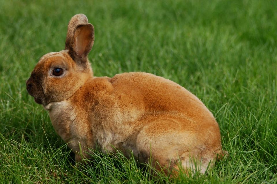 Pitt County Fair Youth Rabbit Show | N.C. Cooperative Extension